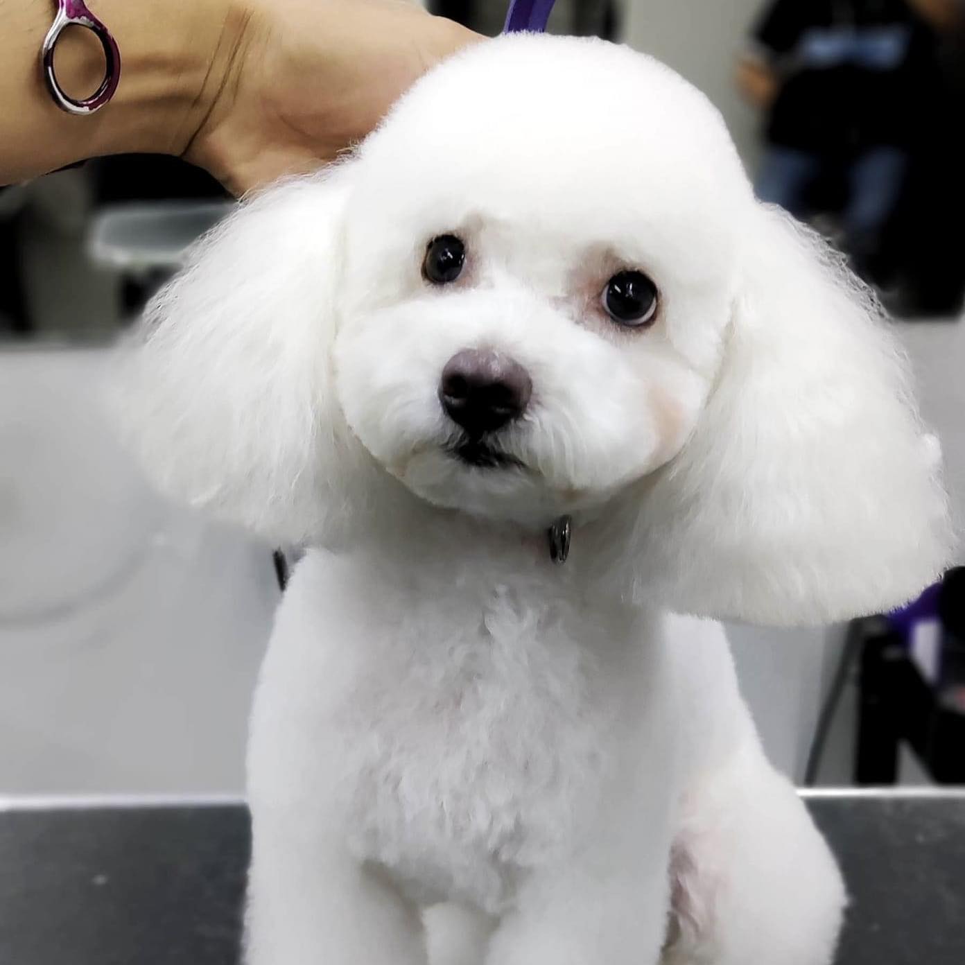 Catalogos - Hollywood Dogs