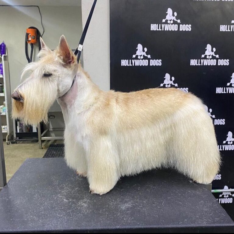 Catalogos - Hollywood Dogs