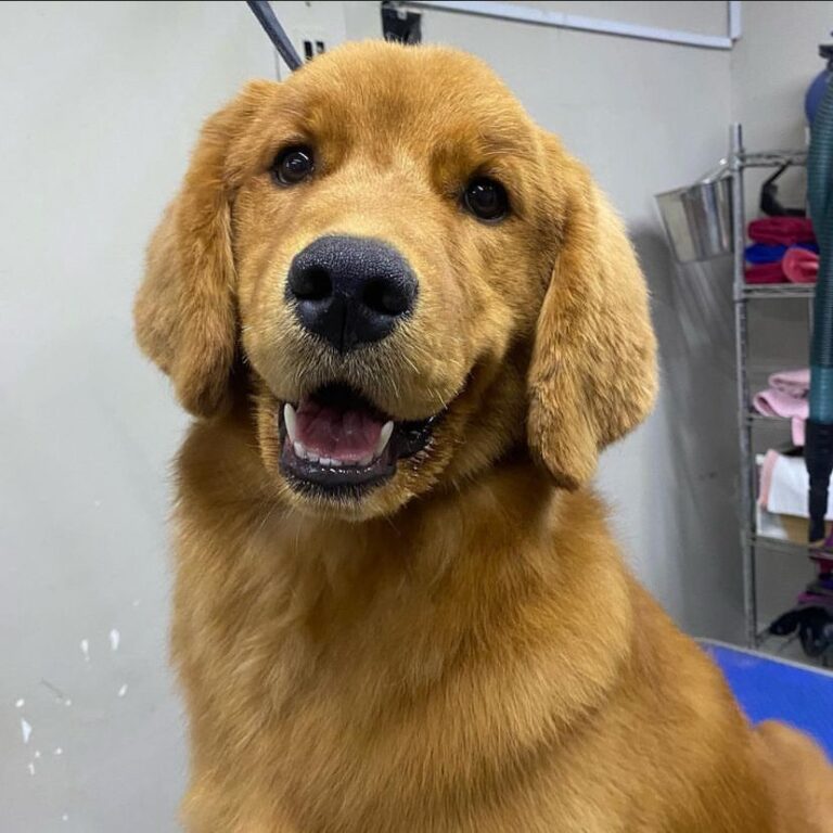 Catalogos - Hollywood Dogs