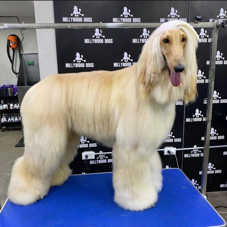 Catalogos - Hollywood Dogs